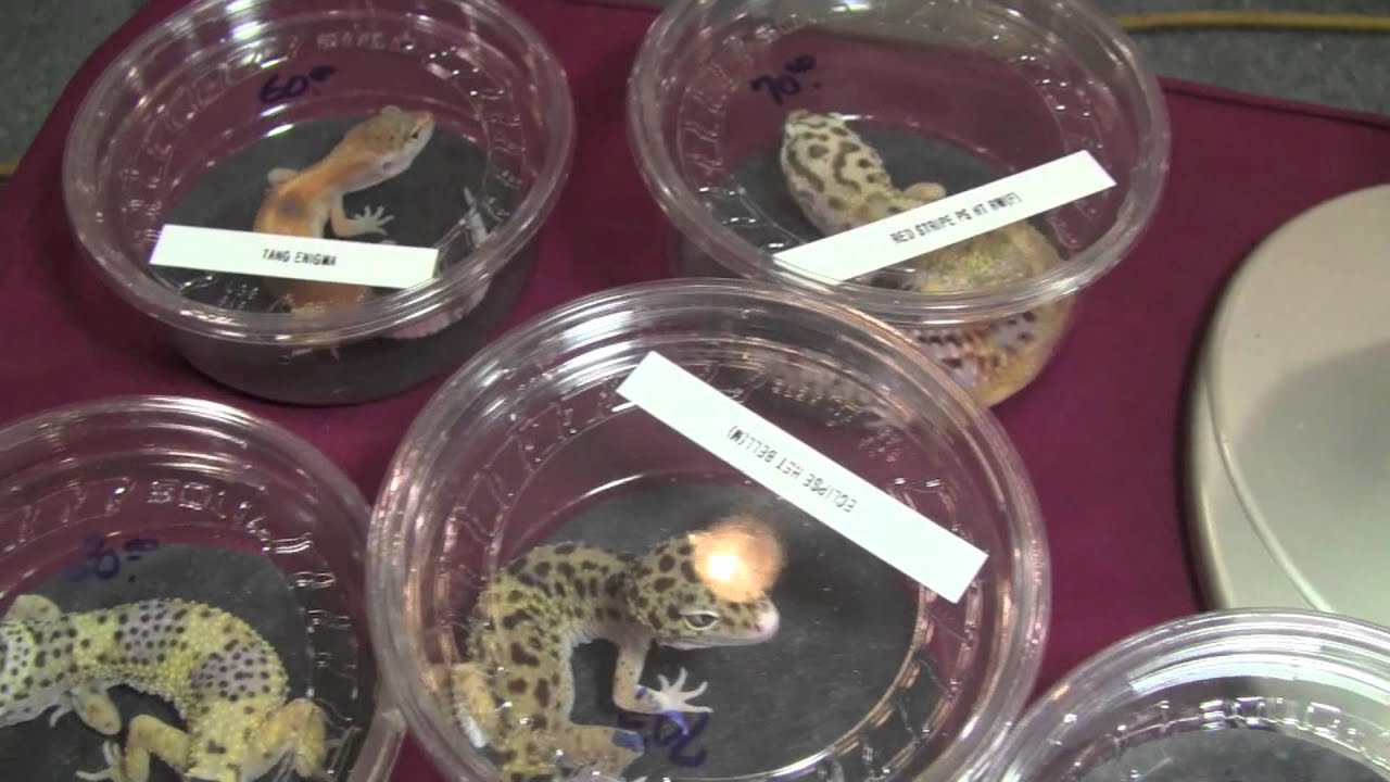 Repticon Expo Feb. 4-5 2012 - YouTube