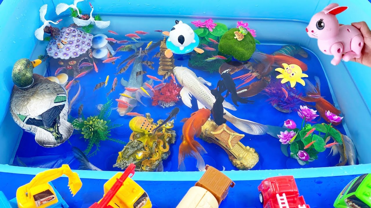 Amazing Put fish in the float,sharks,dolphins,sea creatures,Slipp vakre ...