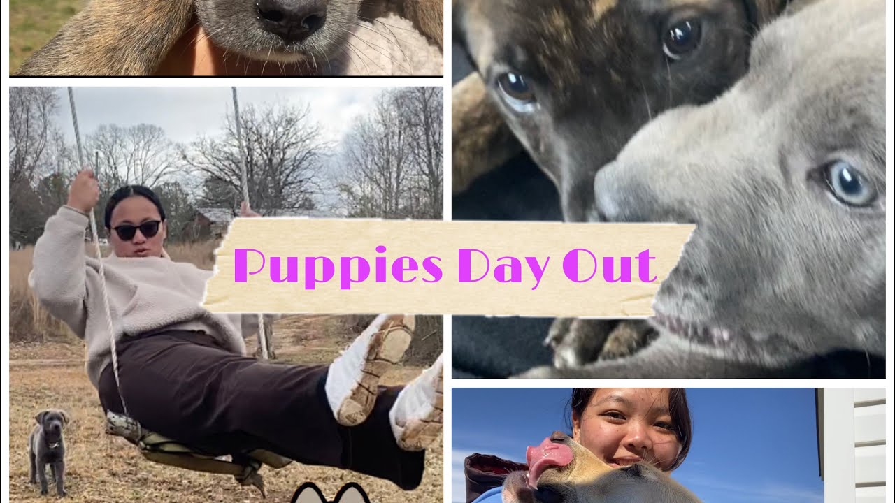 PUPPIES DAY OUT - YouTube