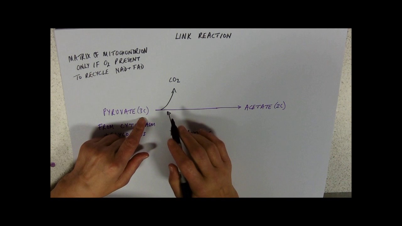 Link reaction - YouTube