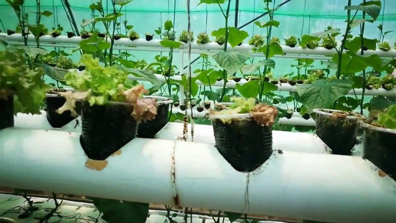 CLSU Visit: Hydroponics & Aeroponics - YouTube