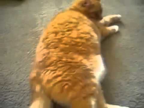 Osuran ilginç Kedi