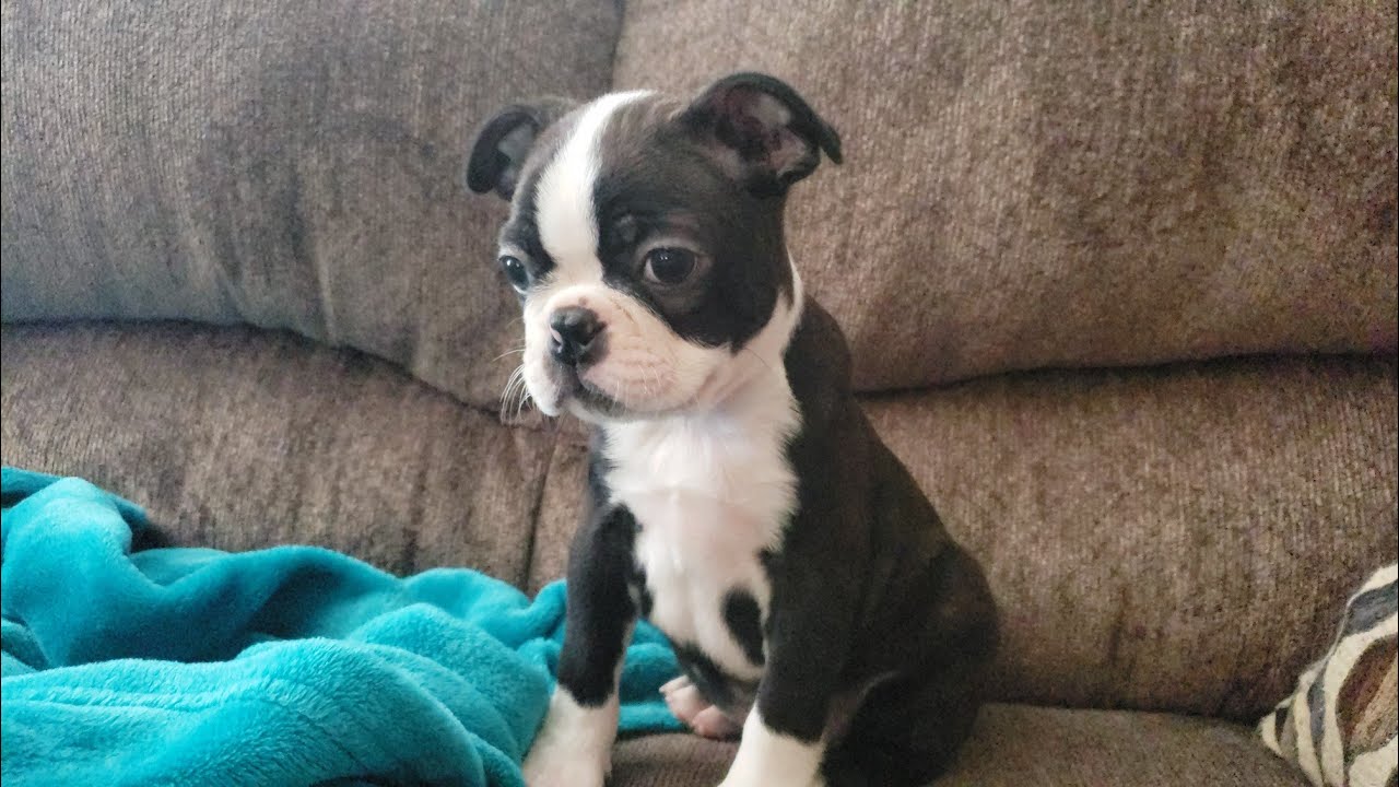 Adorale Boston Terrier Puppy Snorting 🐷😆 *Piggy Piggy* - YouTube