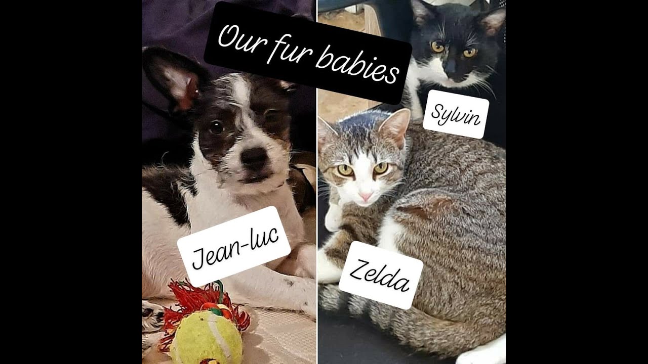 Our Fur Babies Compilation - YouTube