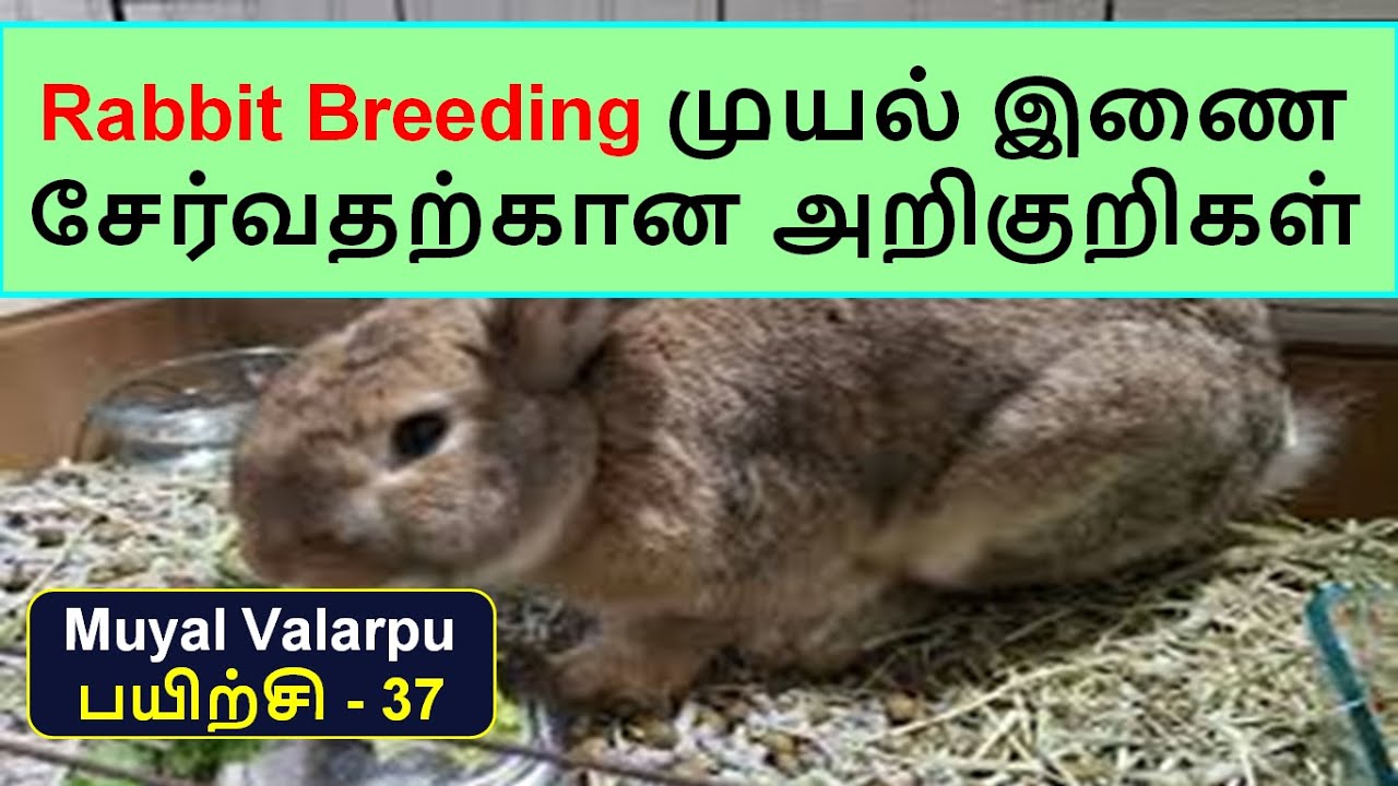 Rabbit Breeding முயல் இணை சேர்வதற்கான அறிகுறி | Rabbit Encyclopedia ...