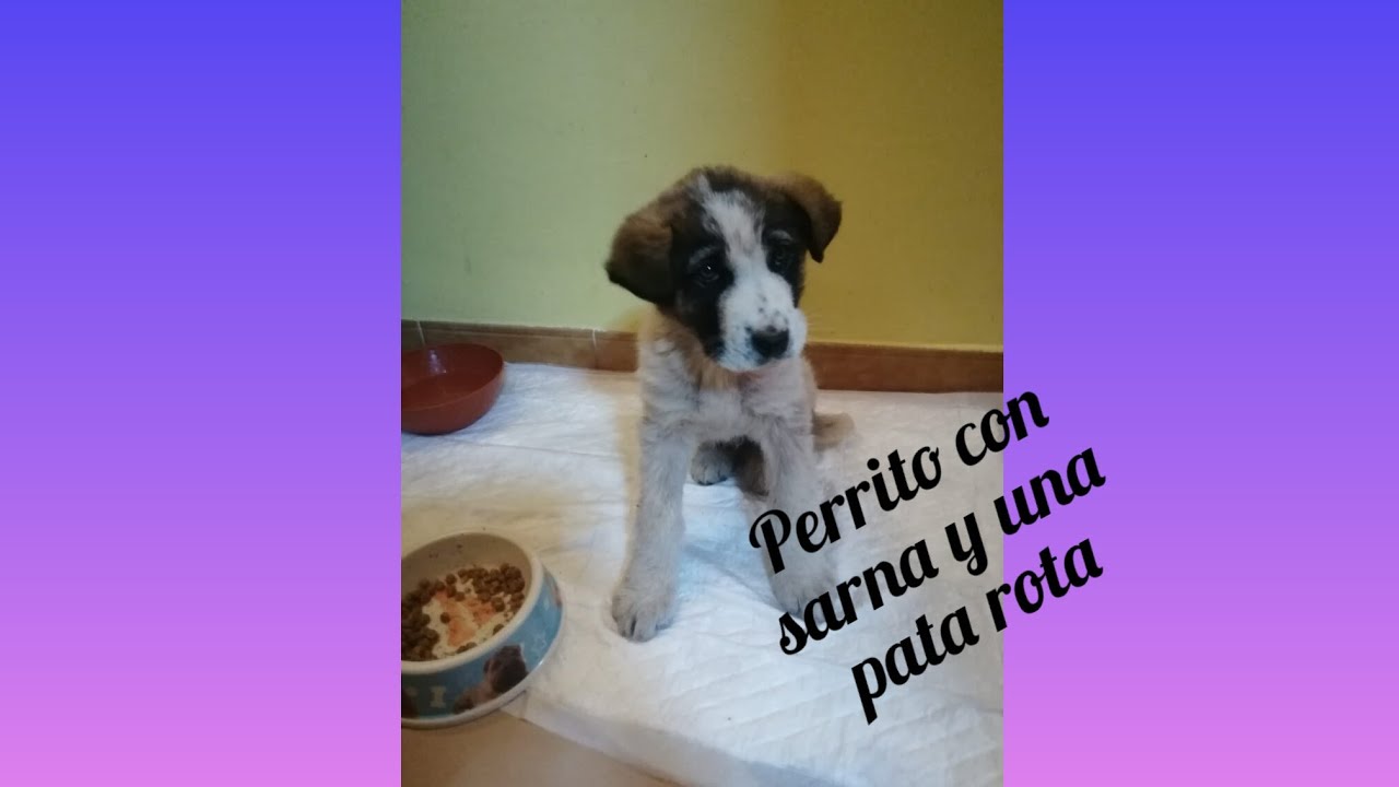 🐾Perrito con sarna y una patita rota. Rescatado y feliz por fin🐾. 💚 ...