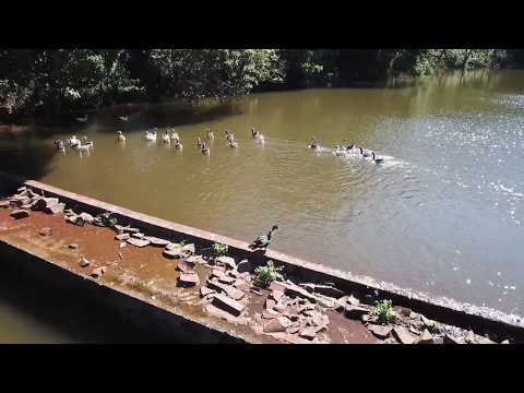 Parque dos Pássaros (Arapongas PR) - Imagens Aéreas