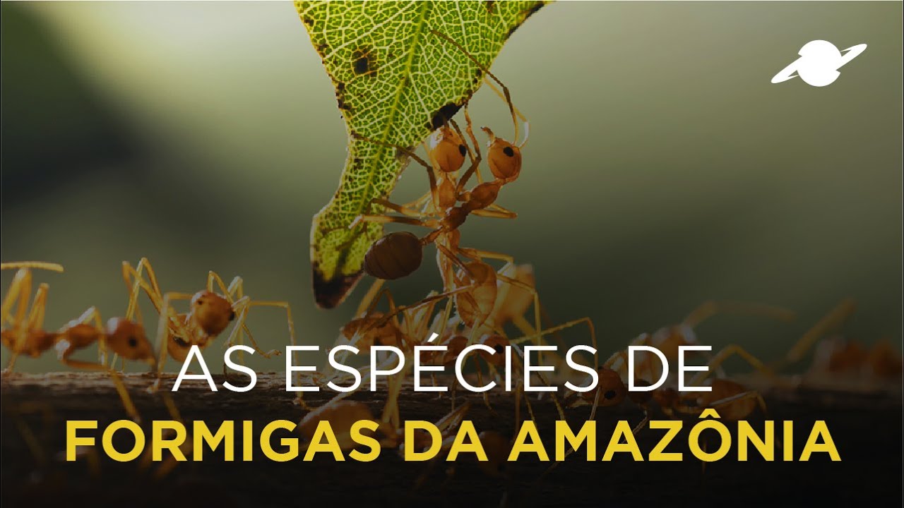 AS ESPECIES DE FORMIGAS MAIS CONHECIDAS DA AMAZONIA - YouTube