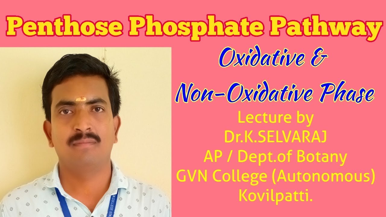 Penthose Phosphate Pathway l Oxidative & Non-Oxidative Phase l For UG ...