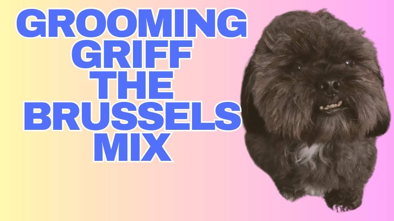 Griff the Brussels Griffon Mix Gets Groomed - YouTube