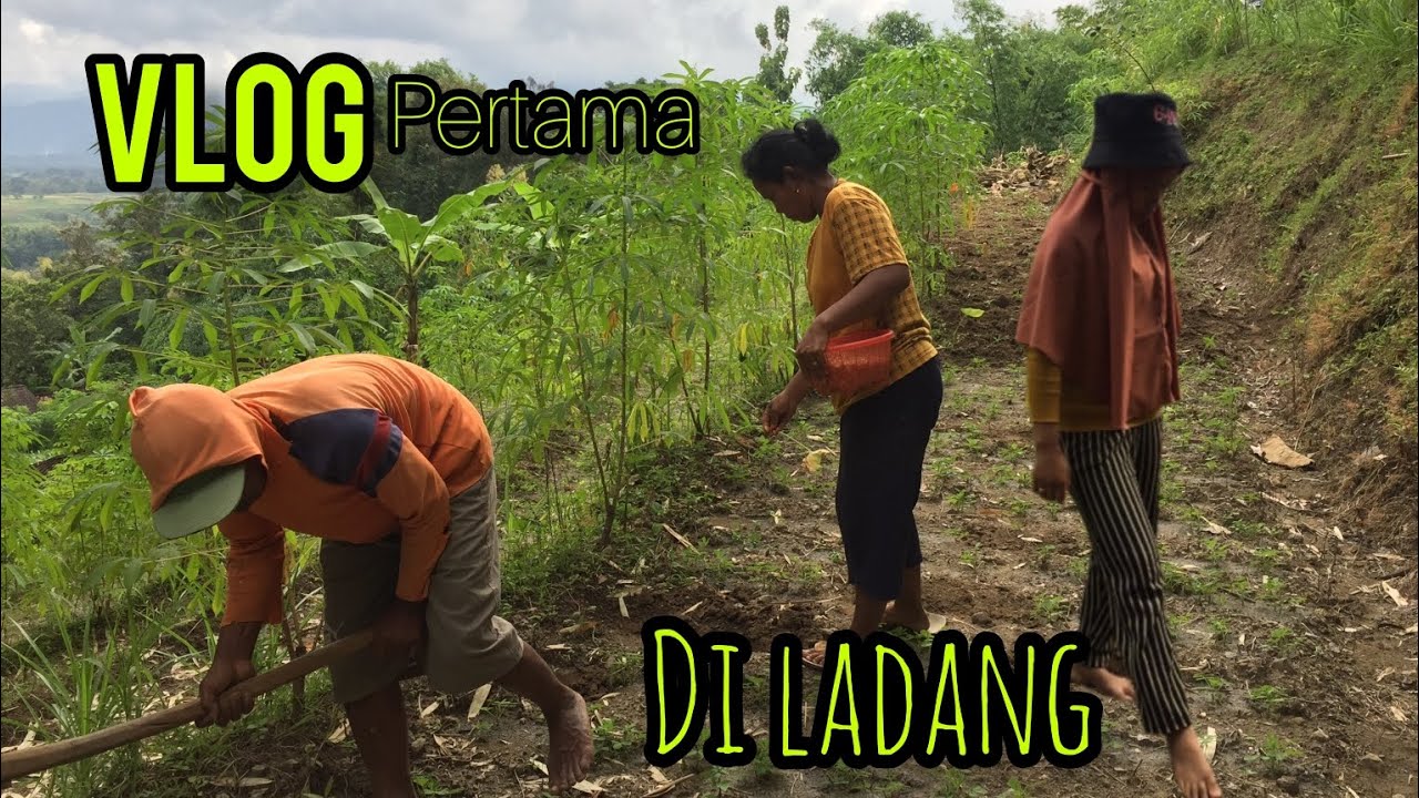 Suasana sore di ladang menanam kacang - YouTube