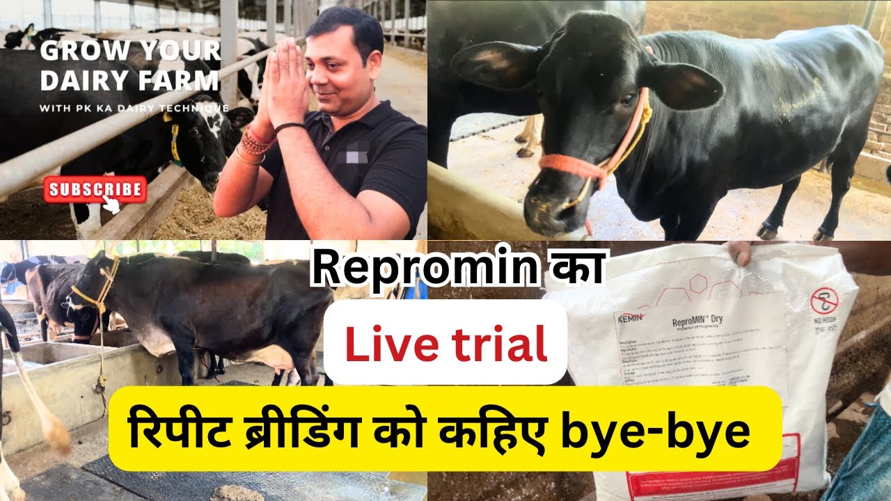 इस dairy farm पे इतने सारे पशुओं पे चल रहा है Repromin - क्या है रिजल्ट ...