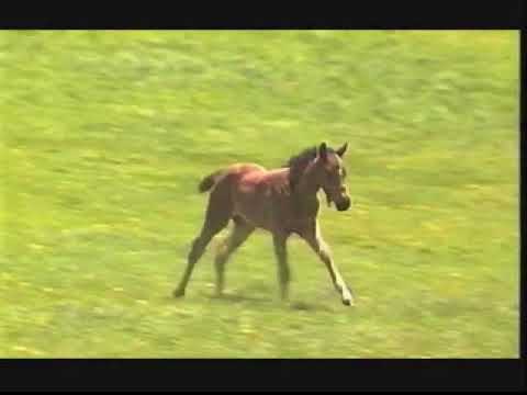 Winning Post EX - Intro - YouTube