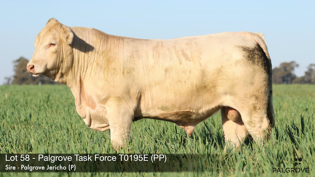 Lot 58 Palgrove Task Force T0195E (PP) - YouTube