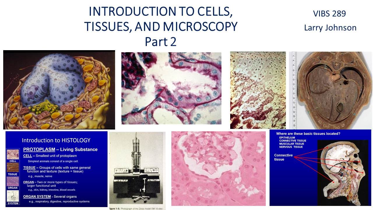Medical School Histology Basics - Introduction to Microscopy 2: Cells ...