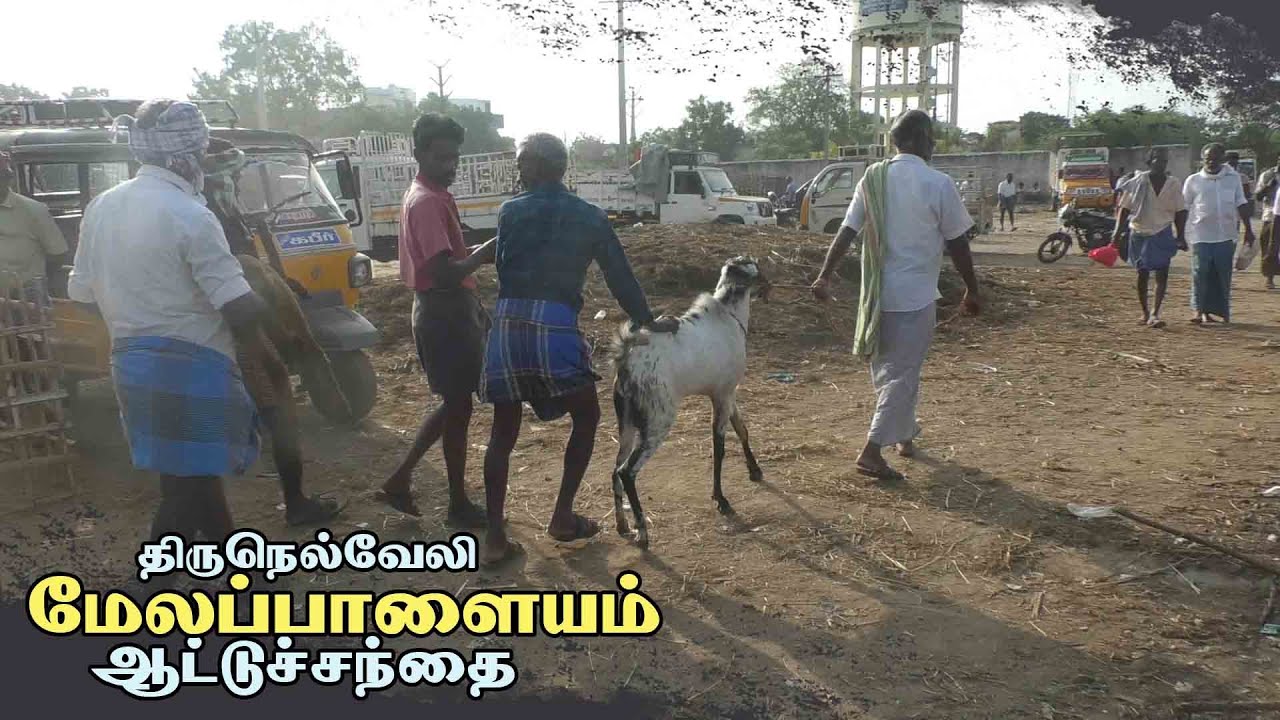 Melapalayam attu santhai | மேலப்பாளையம் ஆட்டு சந்தை - YouTube