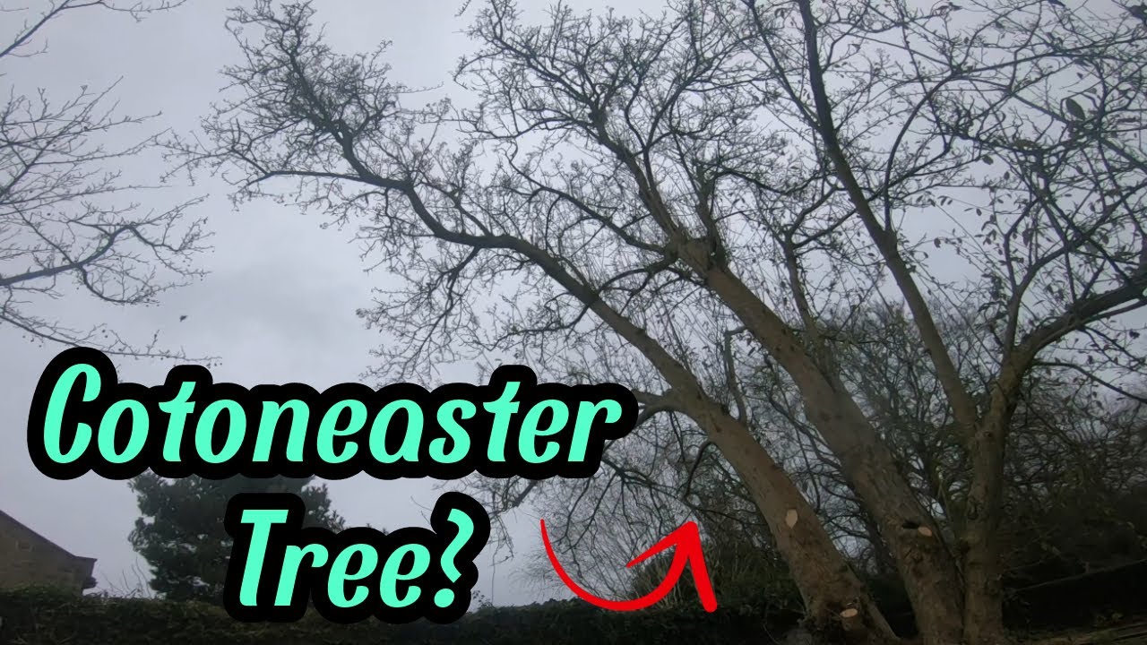 Solo Tree Removal | Large Cotoneaster - YouTube