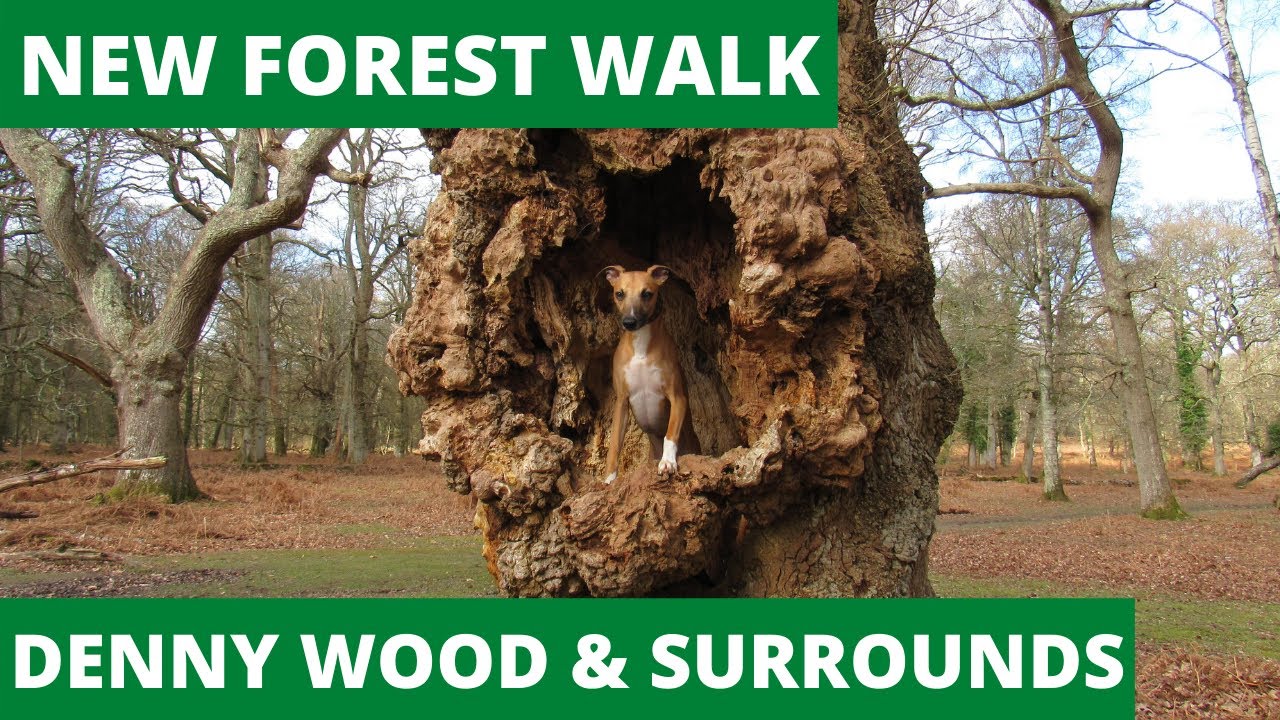 NEW FOREST WALK at DENNY WOOD and SURROUNDS (NEW FOREST NATIONAL PARK ...