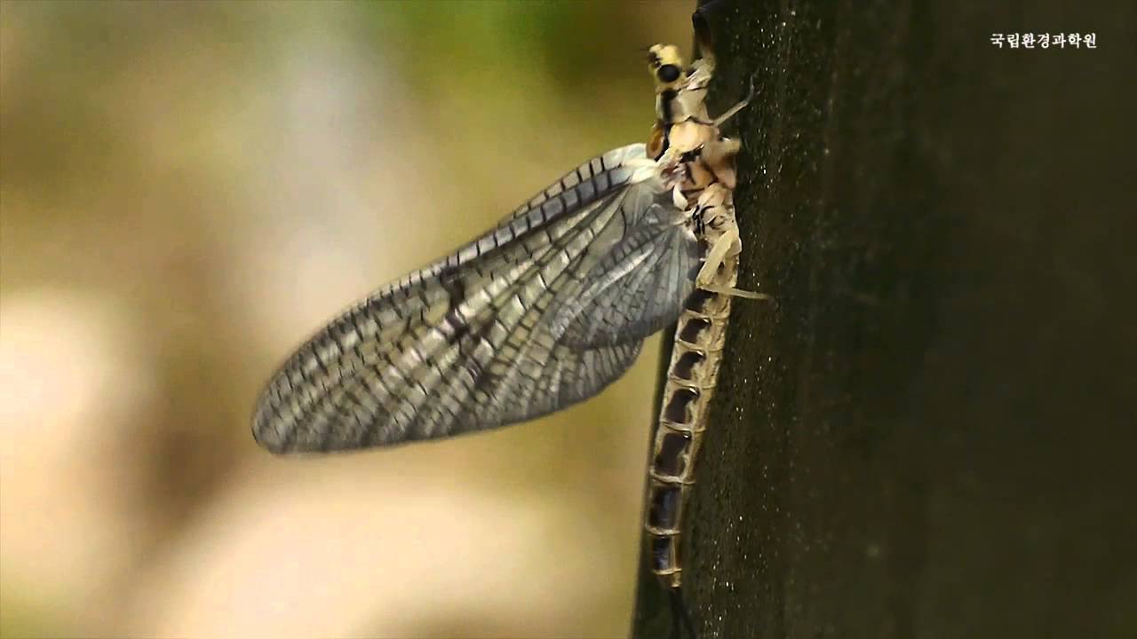 무늬하루살이_Ephemera strigata_국립환경과학원 - YouTube