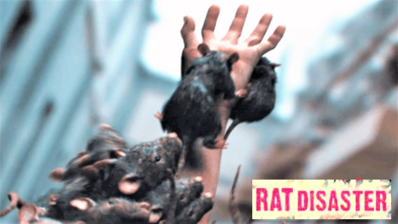 Rat Disaster - Movie Recapped - Rat Disasters Junkrat Train - YouTube
