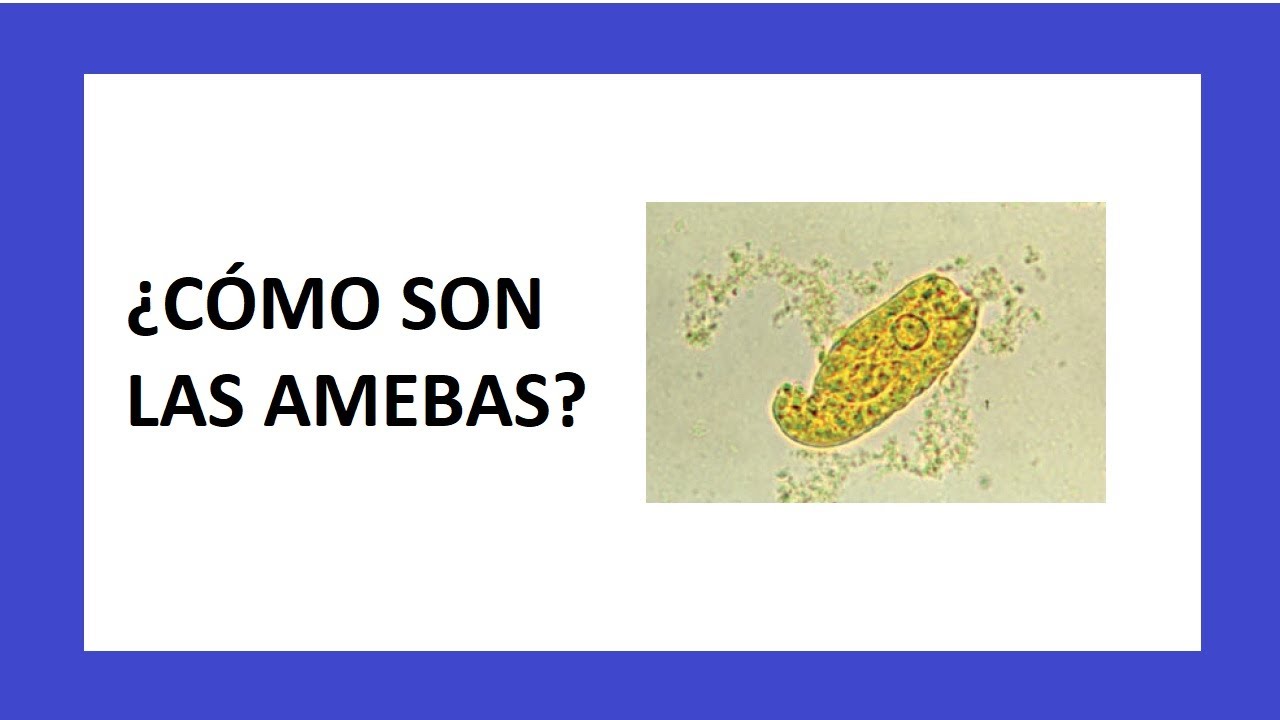 Las AMEBAS - Microbiología - YouTube