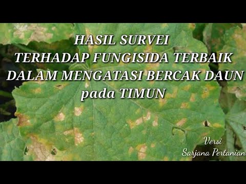 Rekomendasi 6 fungisida terbaik untuk tanaman timun