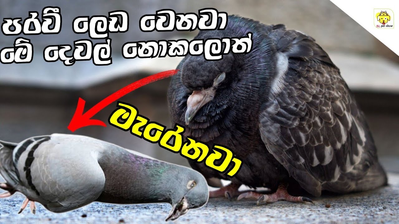 පරවී මැරෙනවද | deth my pigeon | sl pet show - YouTube