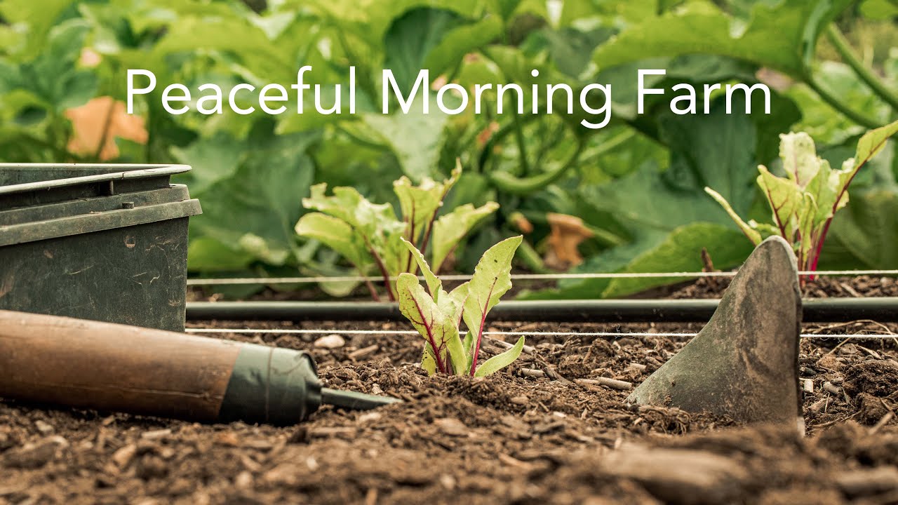 Peaceful Morning Farm - YouTube