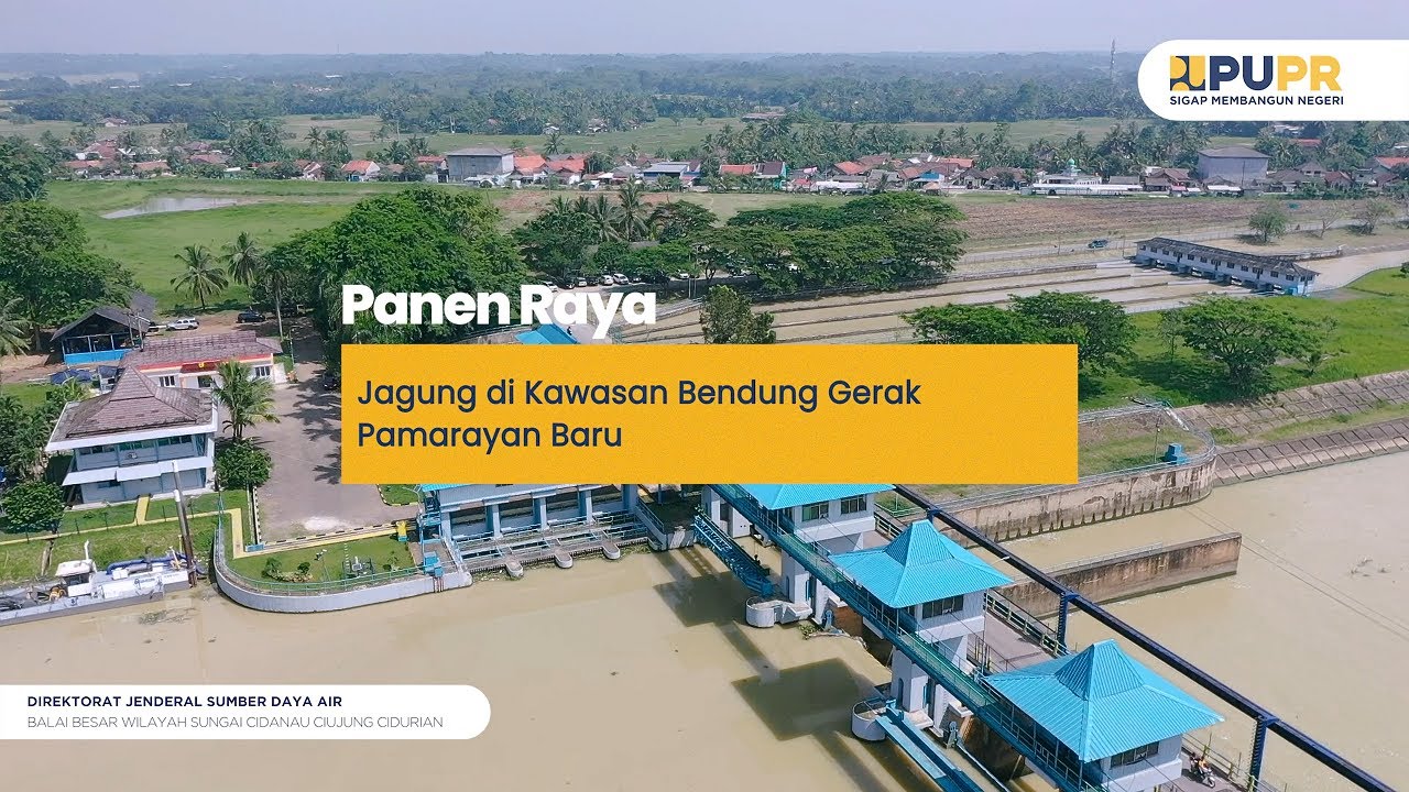 Panen Raya Jagung di Kawasan Bendung Gerak Pamarayan Baru - YouTube