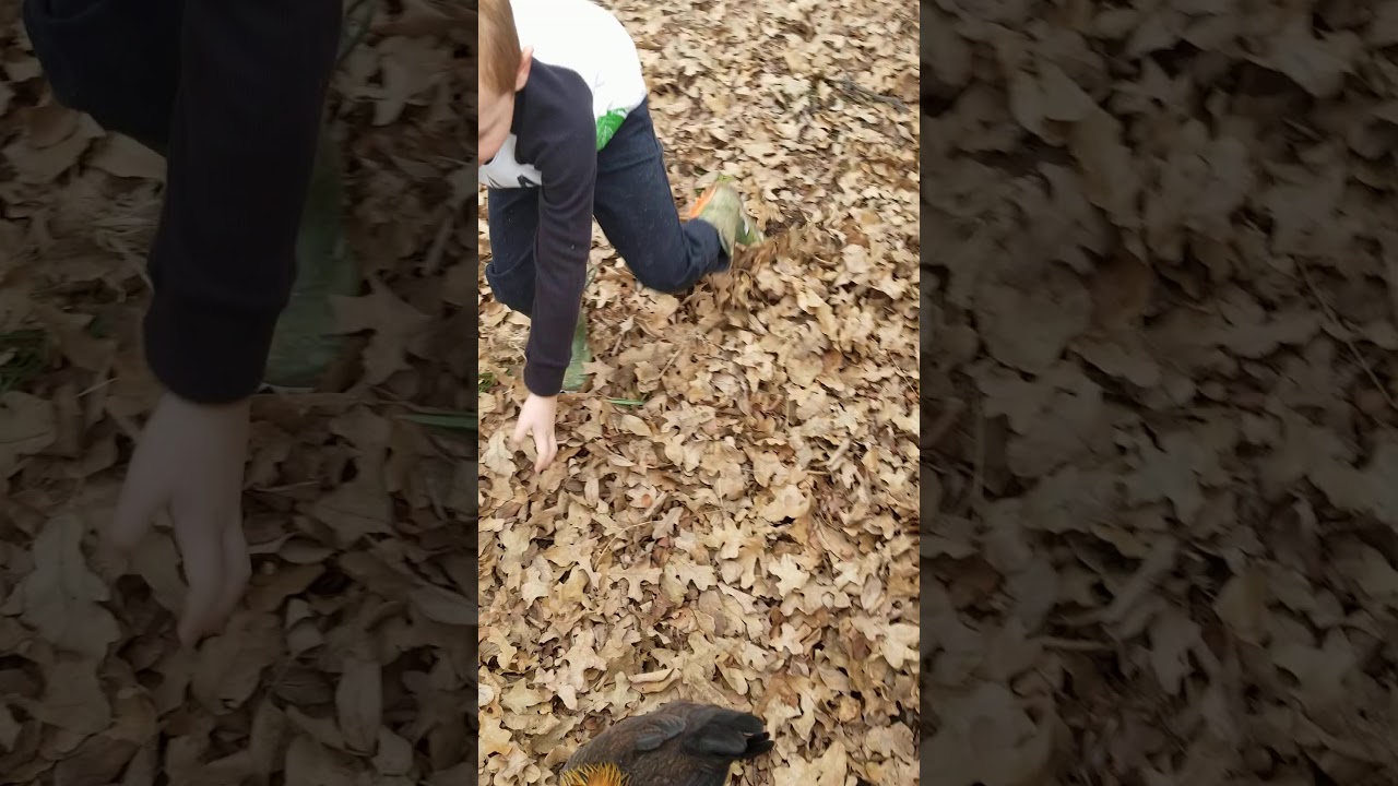 Chasing Chickens - YouTube