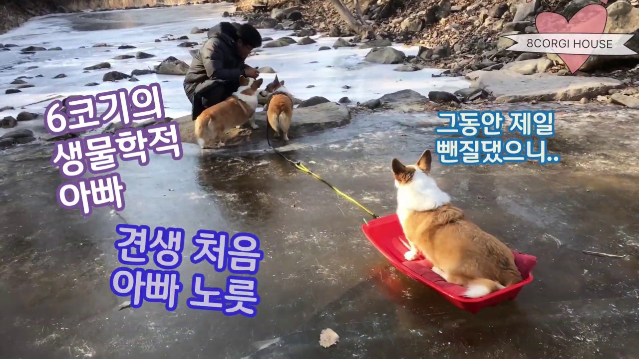 웰시코기 썰매.. 전설의 서막😀 ㅣ Welsh corgi sled ... the prelude to a legend - YouTube