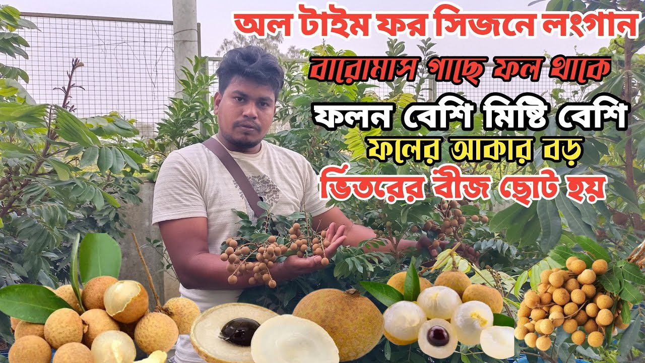 All-time four-season longgon বাংলাদেশে এখন ফোর সিজন লংগান চাষ হচ্ছে ...