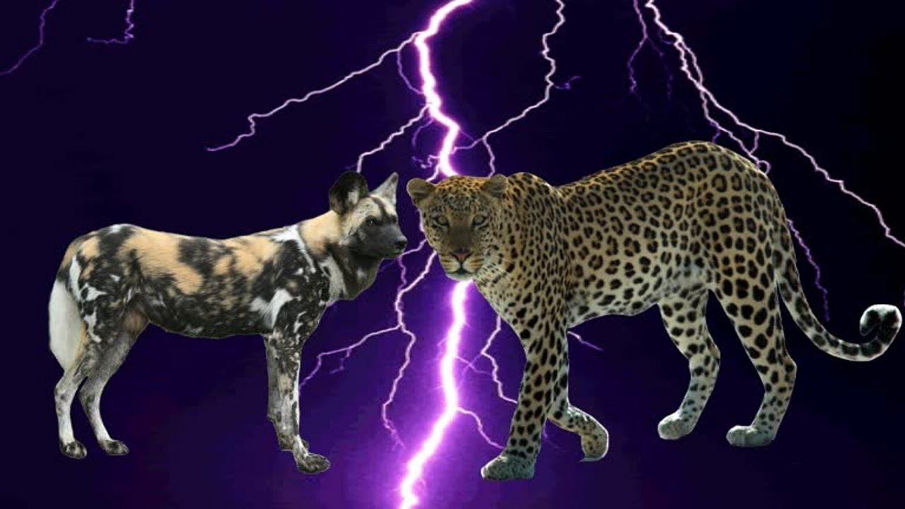 Macan Tutul vs Anjing Liar Afrika - YouTube