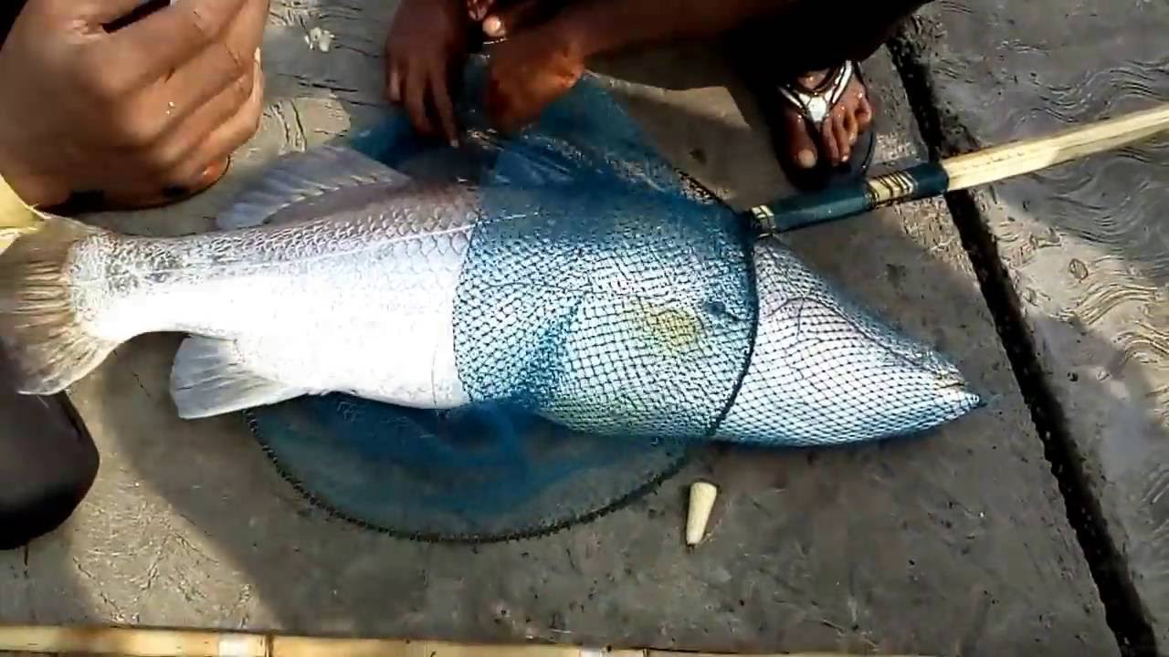 Fishing vetki (13kg) at Digha part 1 - YouTube