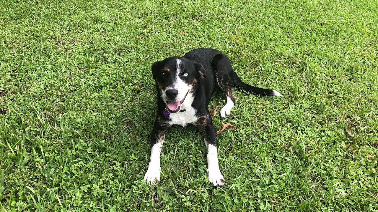 Deer Tracking Dog named DAISY | Training a Blood Tracking Dog - YouTube