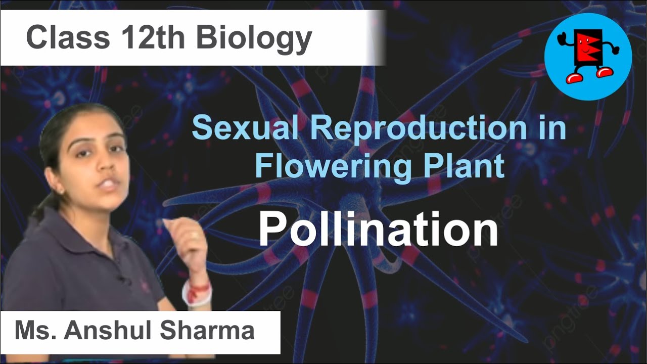 CBSE Class 12 Biology Sexual Reproduction in Flowering Plant ...