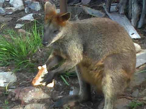 Snuffling Panting Swamp Wallabies, 3 Of Every 4 Are Gurgling. - YouTube