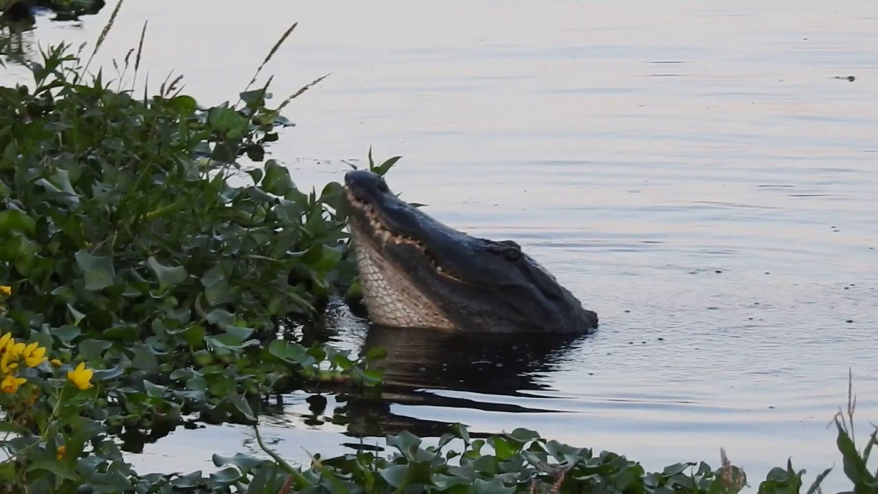 American Alligator Bellowing - YouTube