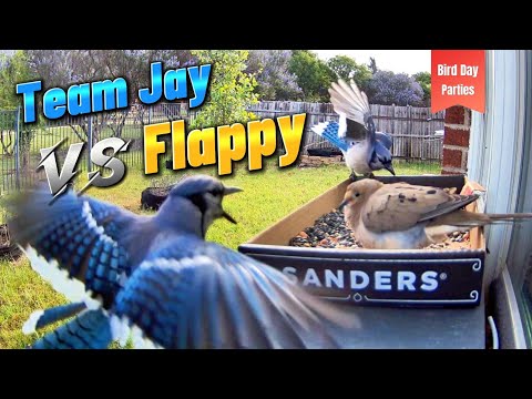 Korkusuz hesaplaşma: Flappy Dove, Blue Jay Takımına meydan okuyor 😅