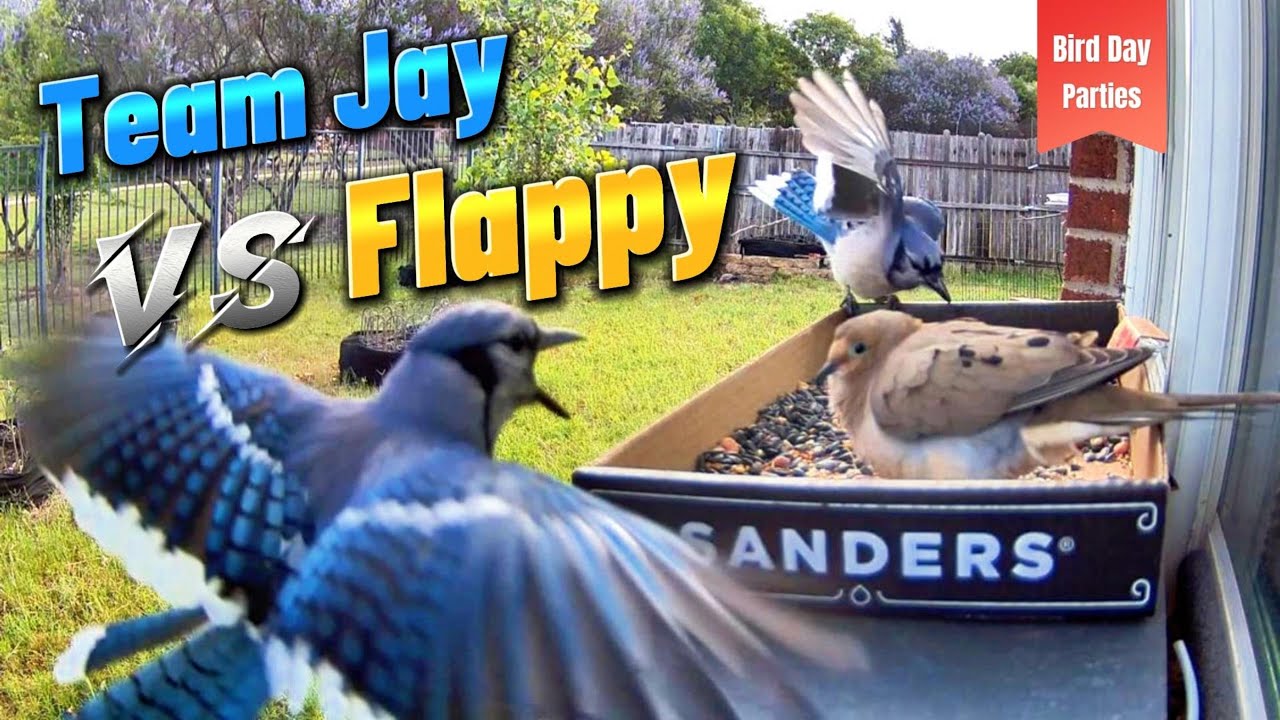 Fearless showdown: Flappy Dove takes on Team Blue Jay 😅 - YouTube