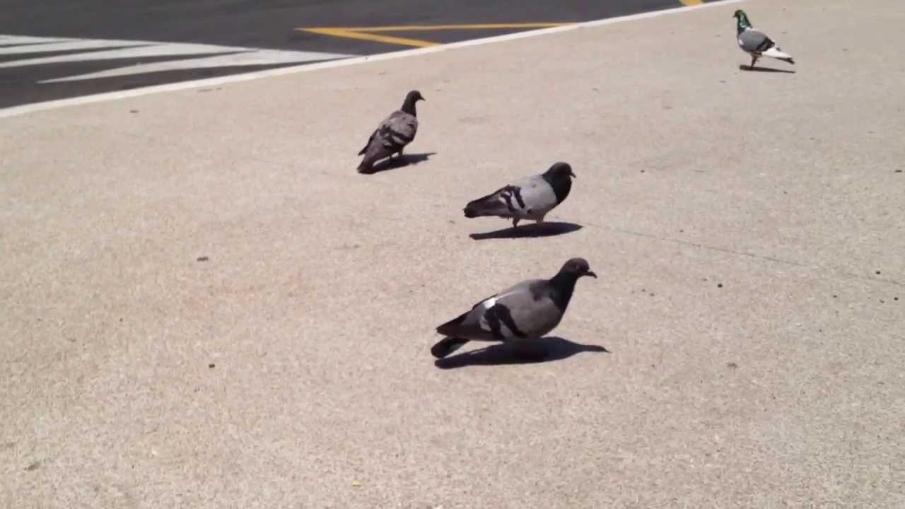 The Dancing Pigeon - YouTube