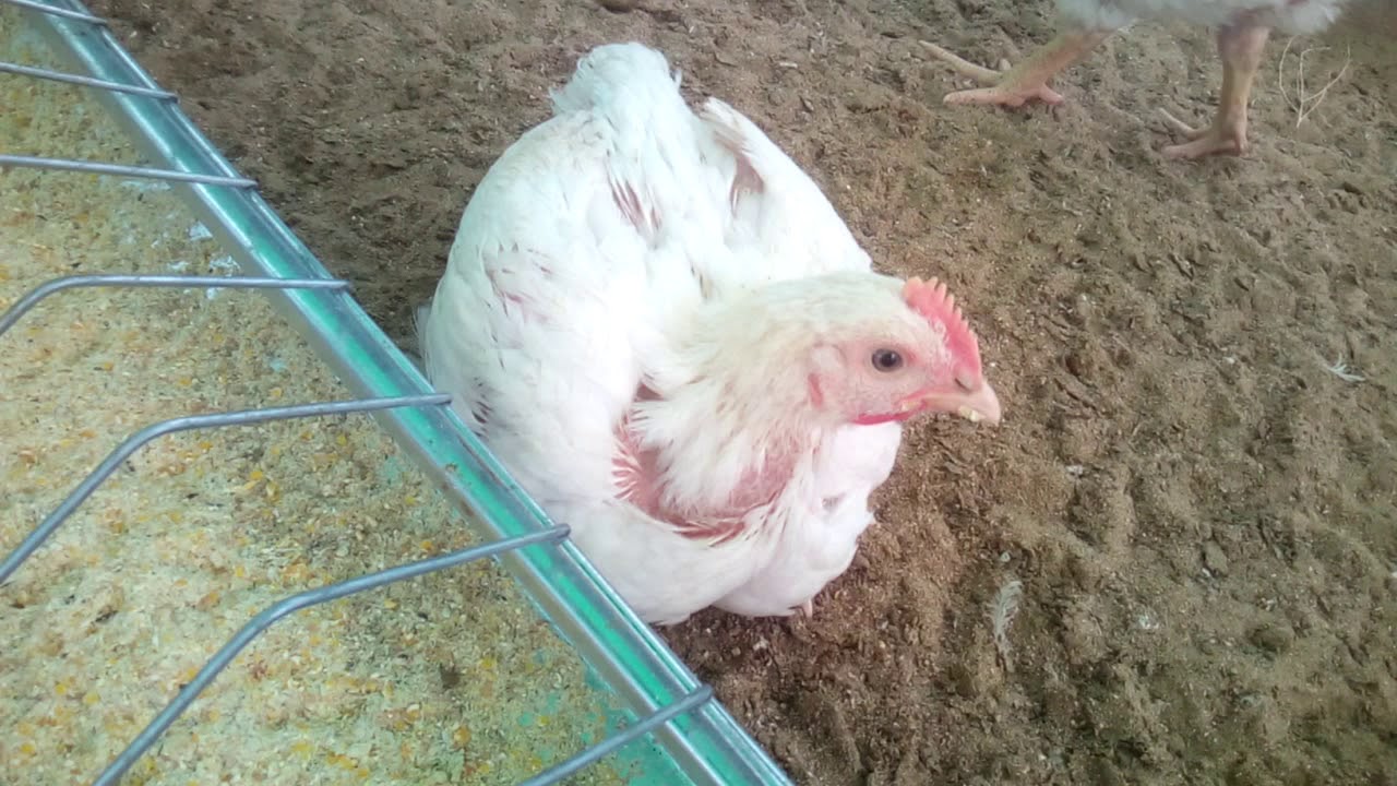 Pui de carne , puii din ograda mea la tara, pui de gaina albi, puii de ...
