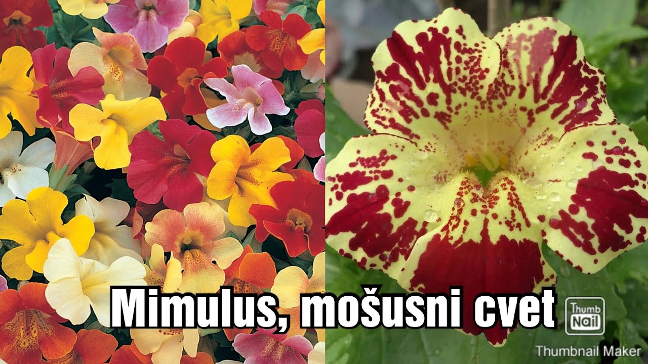 Mimulus, mošusni cvet - YouTube