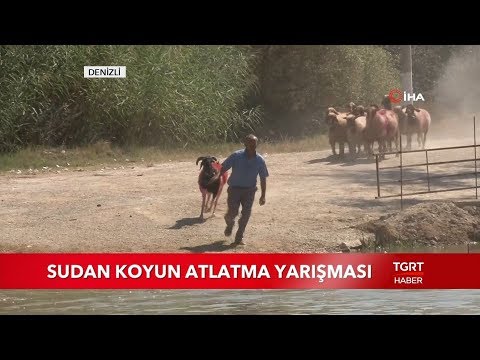 Sudan Koyun Atlatma Yarışması