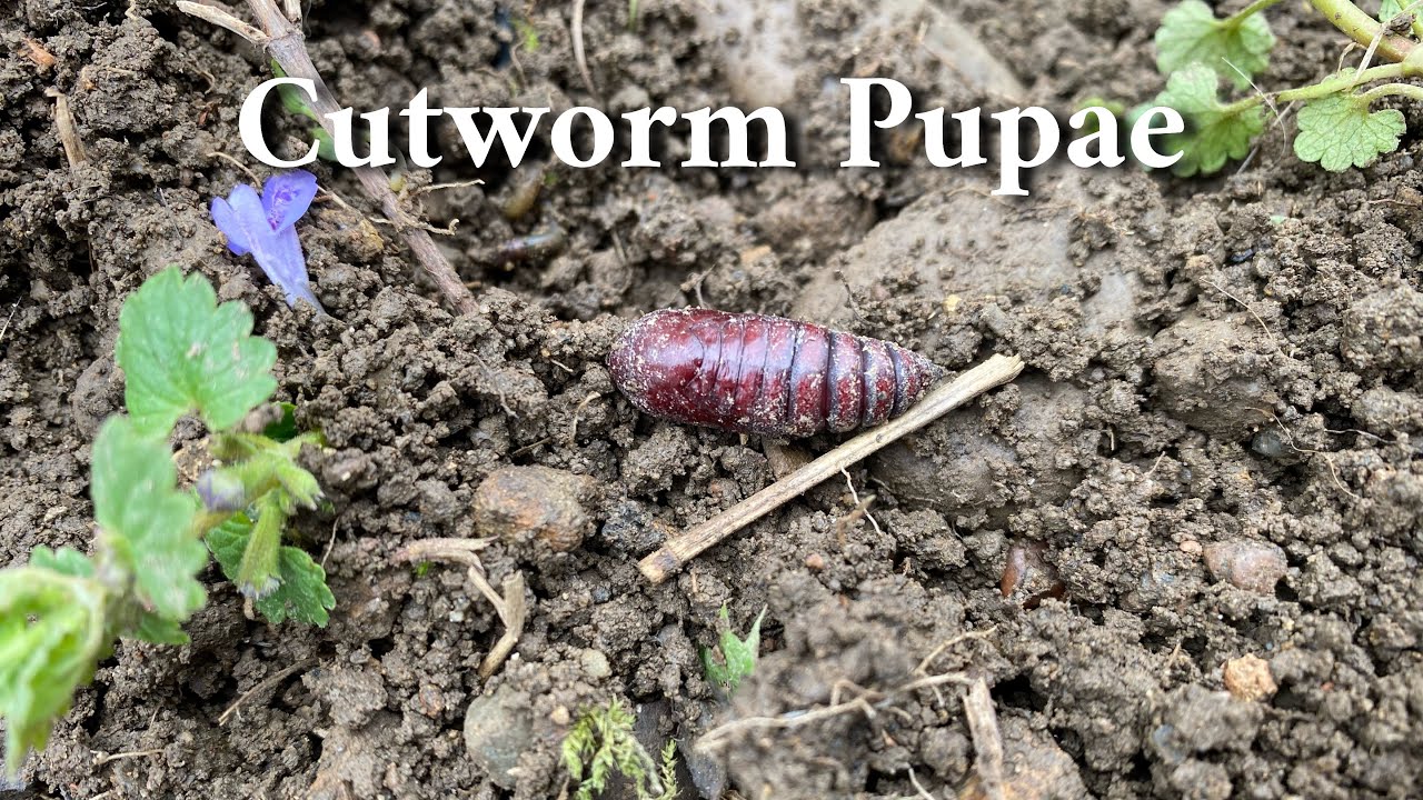 Cutworm Pupae - Informational Video - YouTube