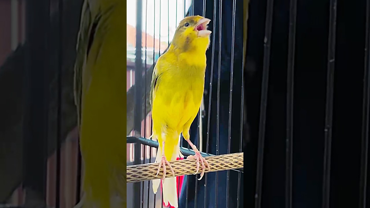 Beautiful belgian canary Chirping #canarysinging #canary #canario # ...