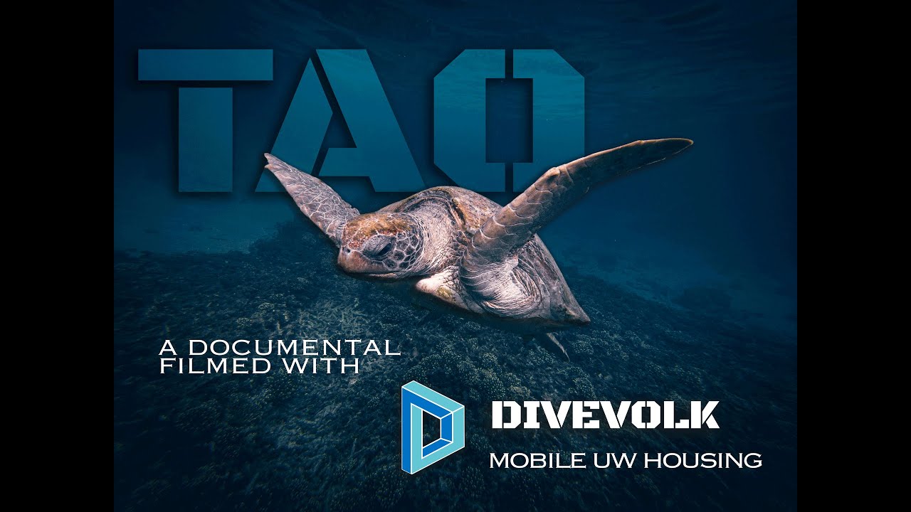 🐢 Turtle Documentary in Koh Tao Thailand Filmed with a phone with ...