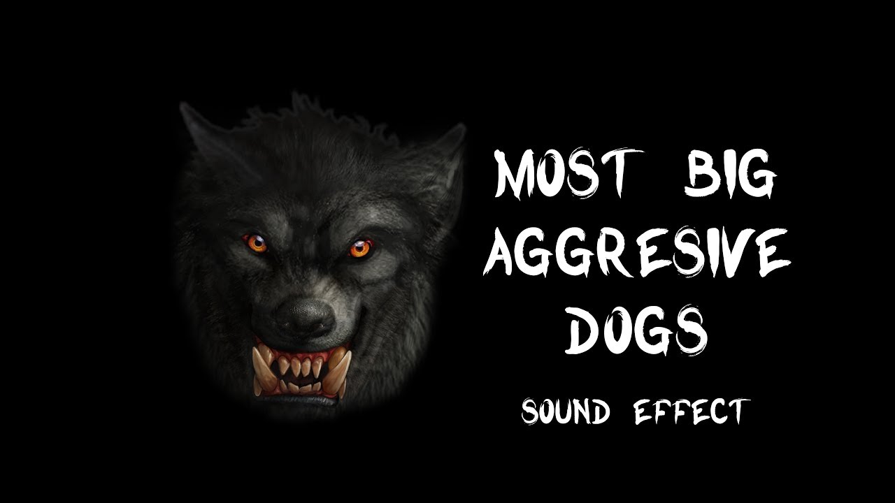Most big aggressive dogs bark & growl - True recording sound effects HQ ...