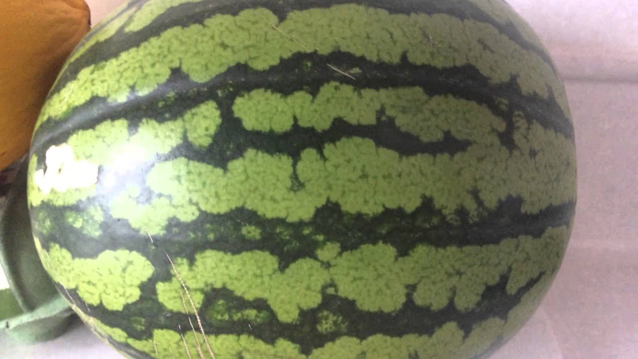 WATER MALONE - YouTube