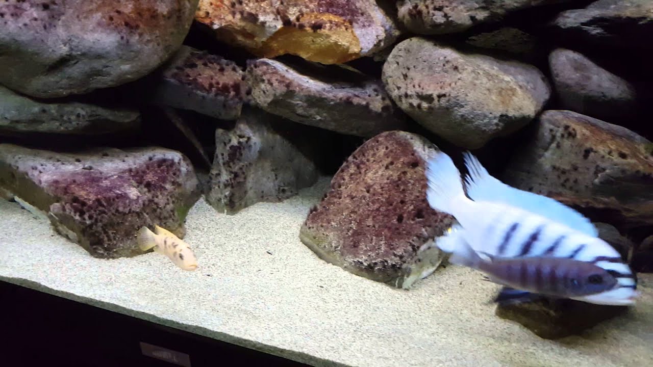 Metriaclima Zebra Chilumba Maison Reef 2 - YouTube